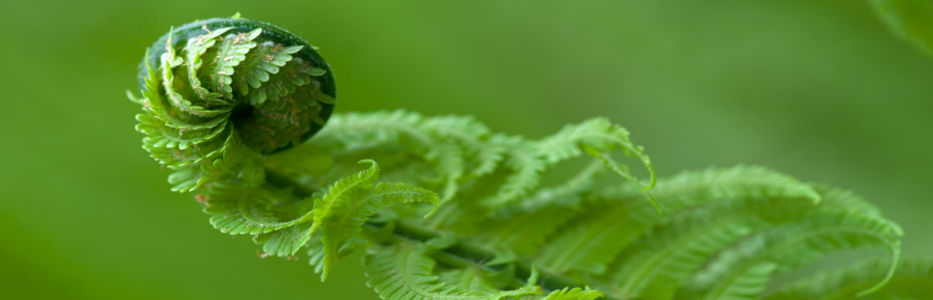 New Zealand’s new partnership with Pacific Disability Forum ...